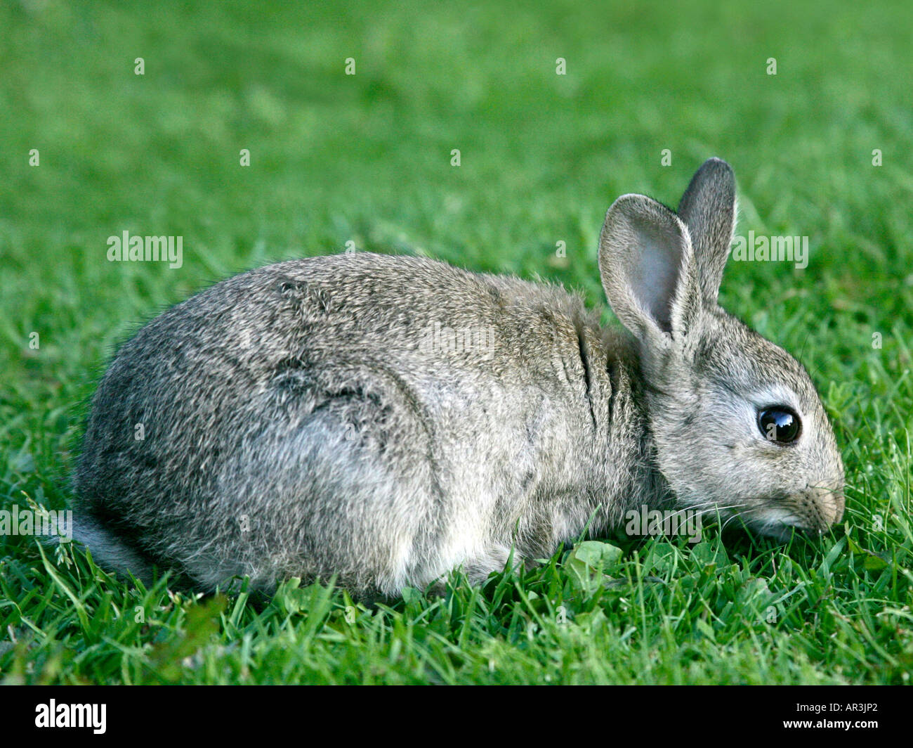 Small grey rabbit in a field eating grass Stock Photo - Alamy