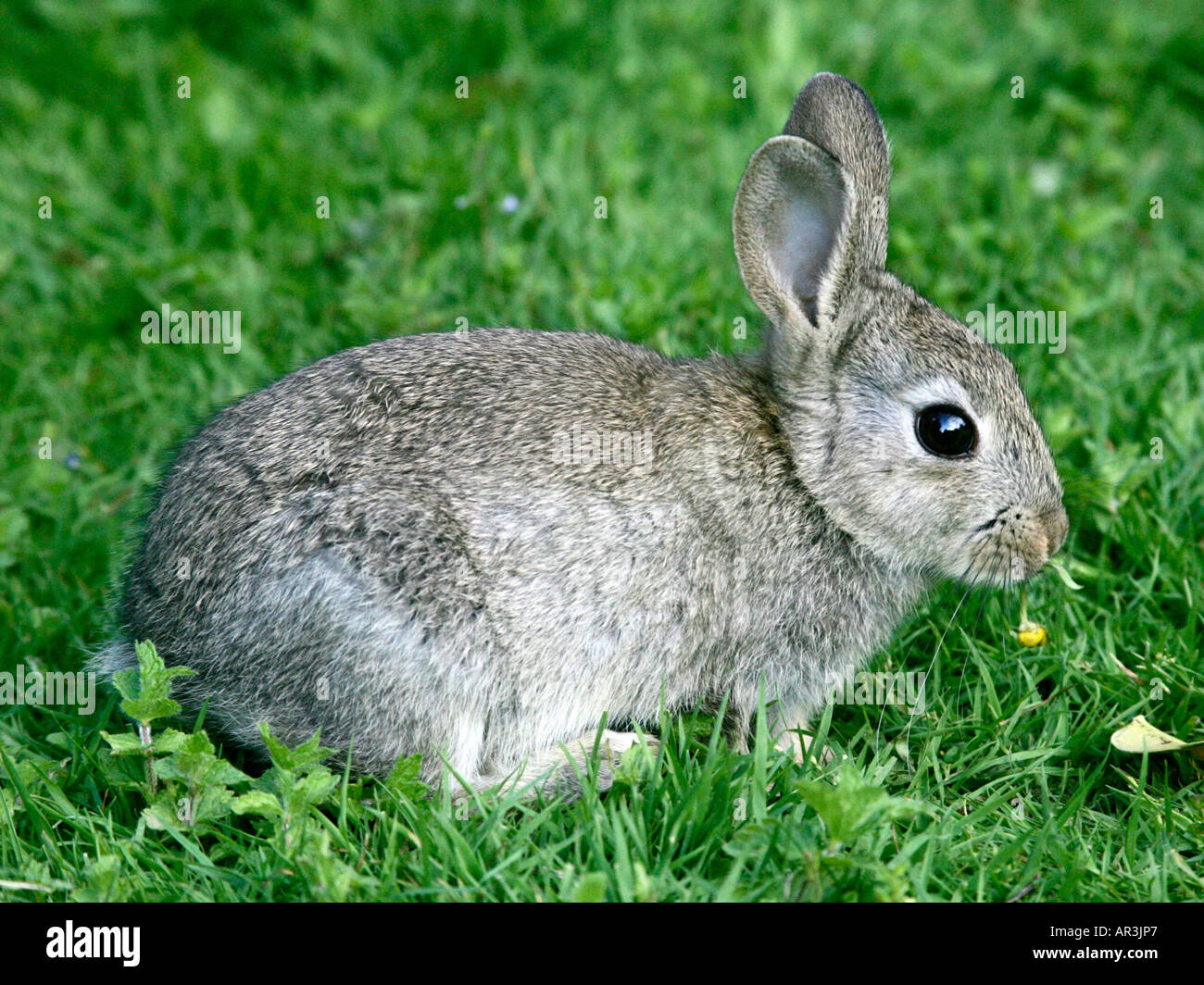 Little rabbit leverett leveret hi-res stock photography and images - Alamy