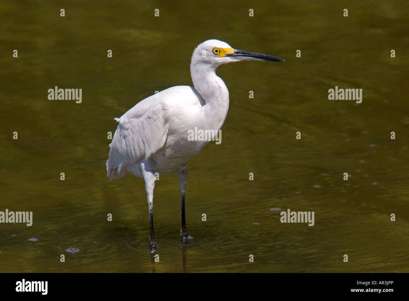 White wading bird hi-res stock photography and images - Alamy