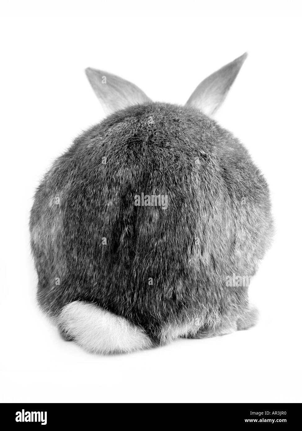 Rabbit back view Black and White Stock Photos & Images - Alamy