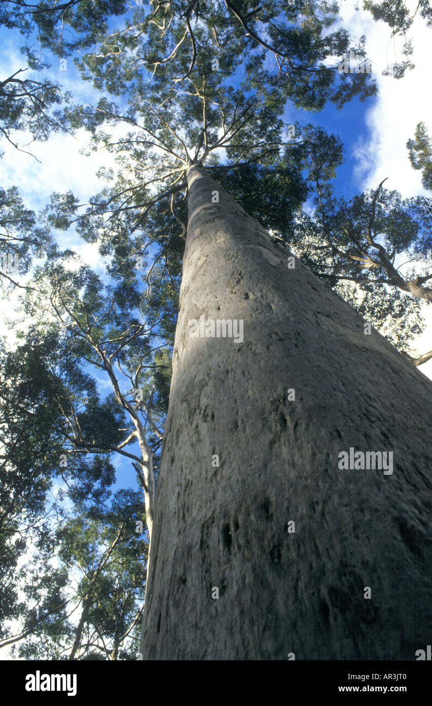 Karri eucalypt hi-res stock photography and images - Alamy