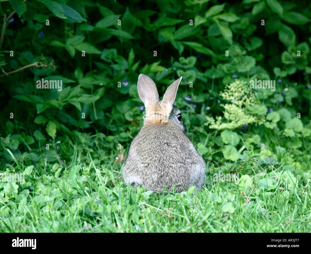 Rear view of a small rabbit in the countryside Stock Photo - Alamy