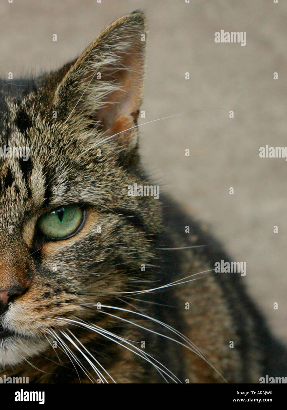 Tabby cat portrait Stock Photo - Alamy