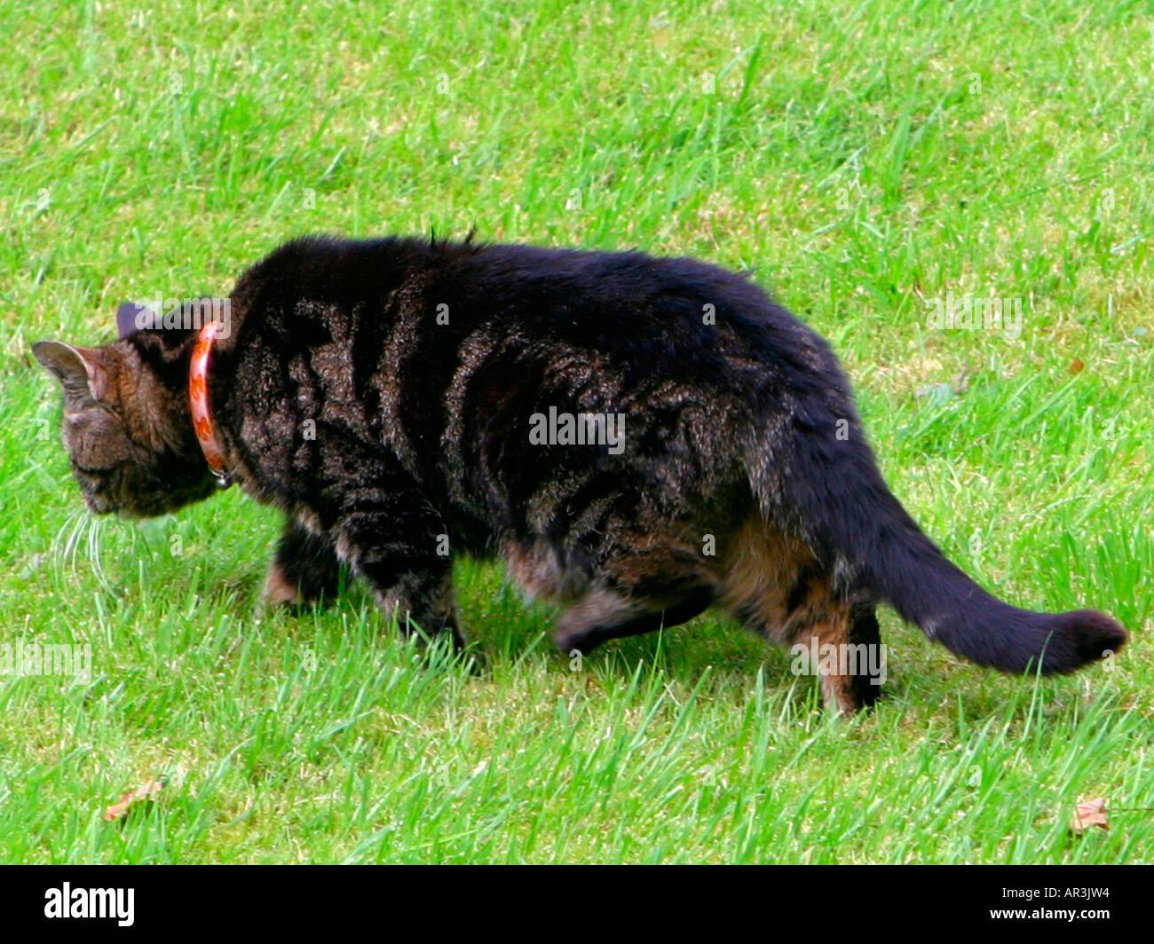 Tabby cat sniffing the ground hi-res stock photography and images - Alamy