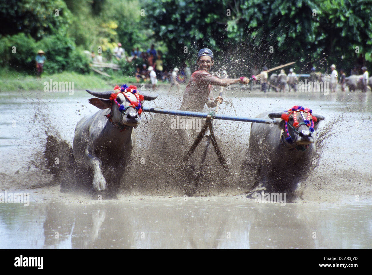 Water buffalo race near Bima, Bima, Sumbawa Indonesia, Asia Stock Photo ...