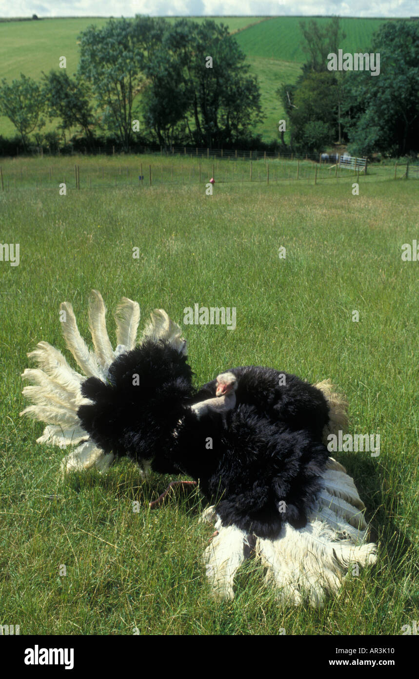 Ostrich mating display hi-res stock photography and images - Alamy