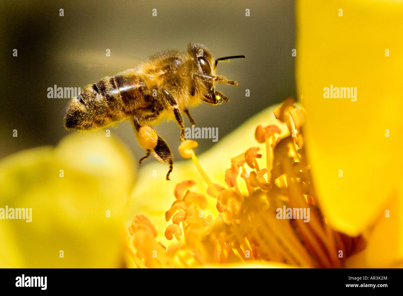 Honey Bee Pollinating Stock Photo - Alamy