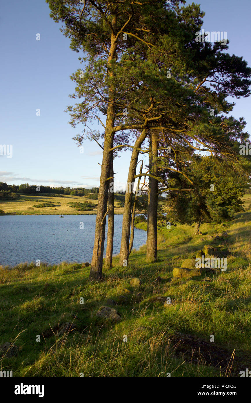 Fir trees scotland hi-res stock photography and images - Alamy