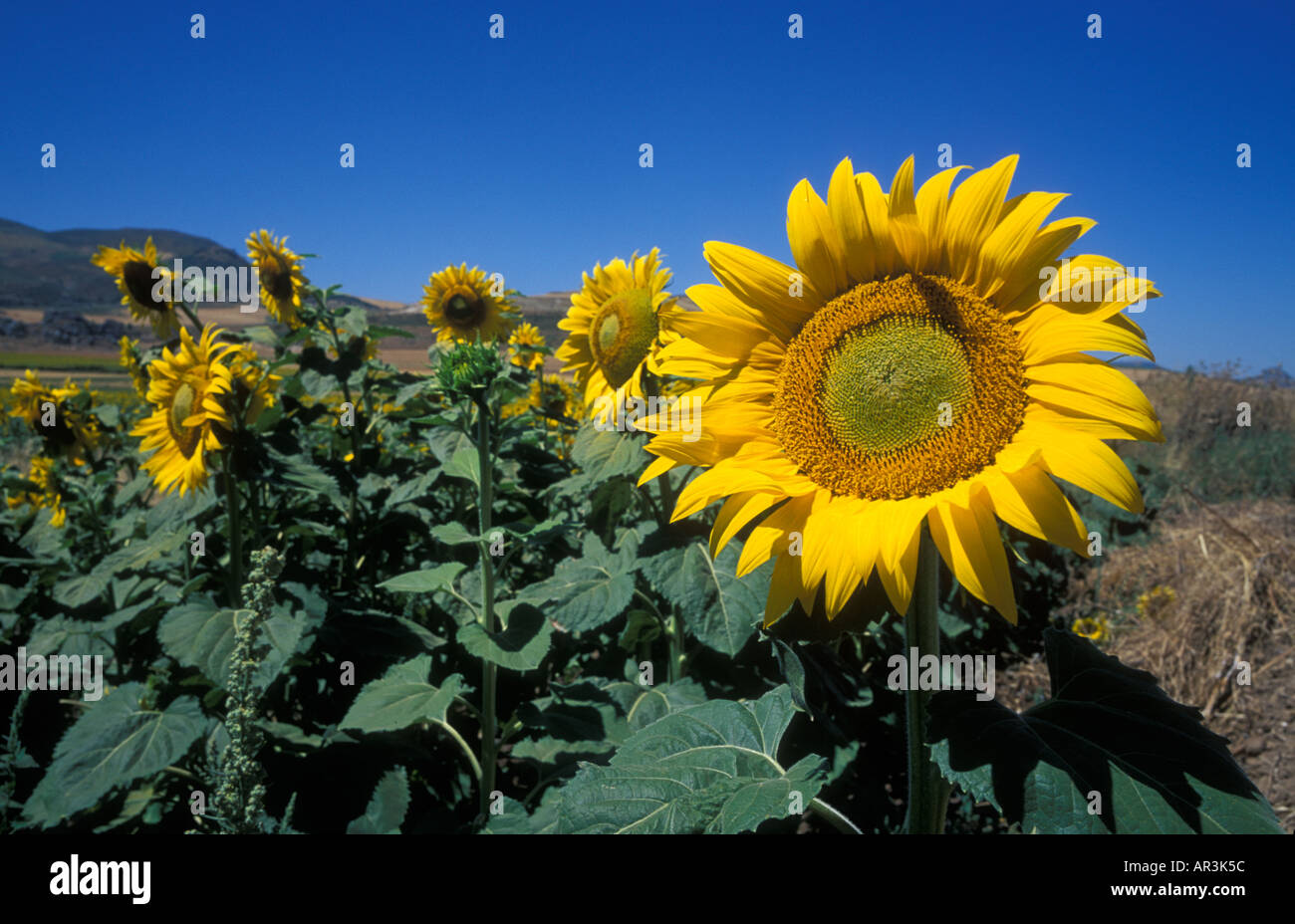 Field of sunflowers andalucia hi-res stock photography and images - Alamy