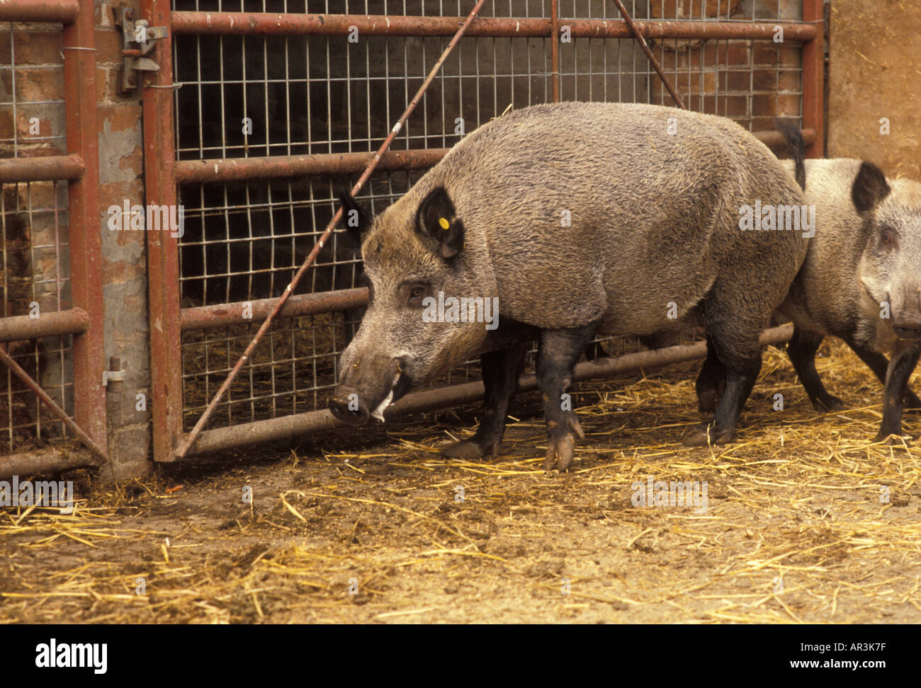 Wild Boar farming in Somerset UK Stock Photo - Alamy