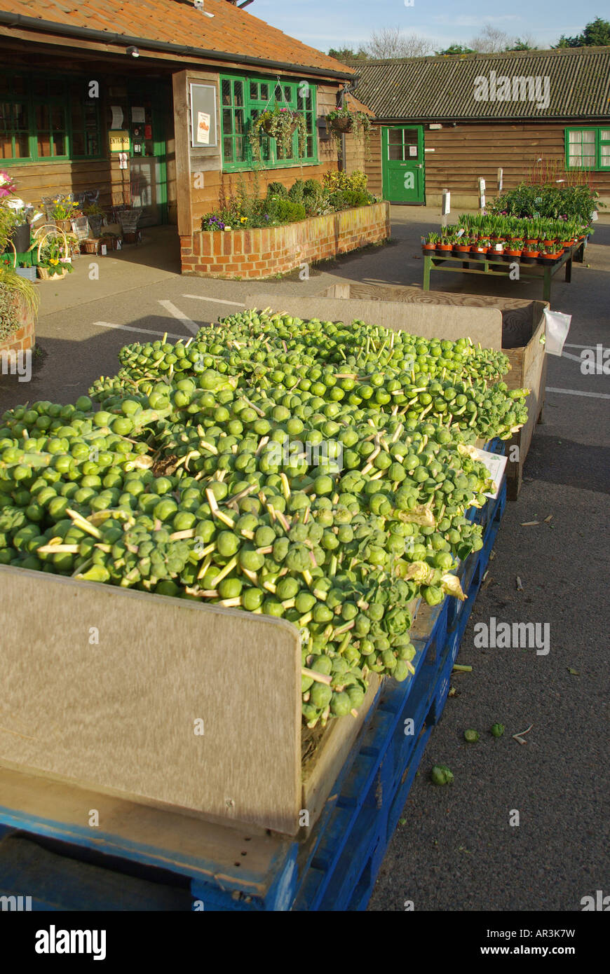 Farm shop premises with outdoor bench of self serve Brussel sprouts on ...