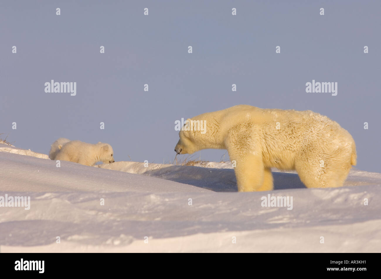 polar bear sow with newborn spring cubs newly emerged from their den ...