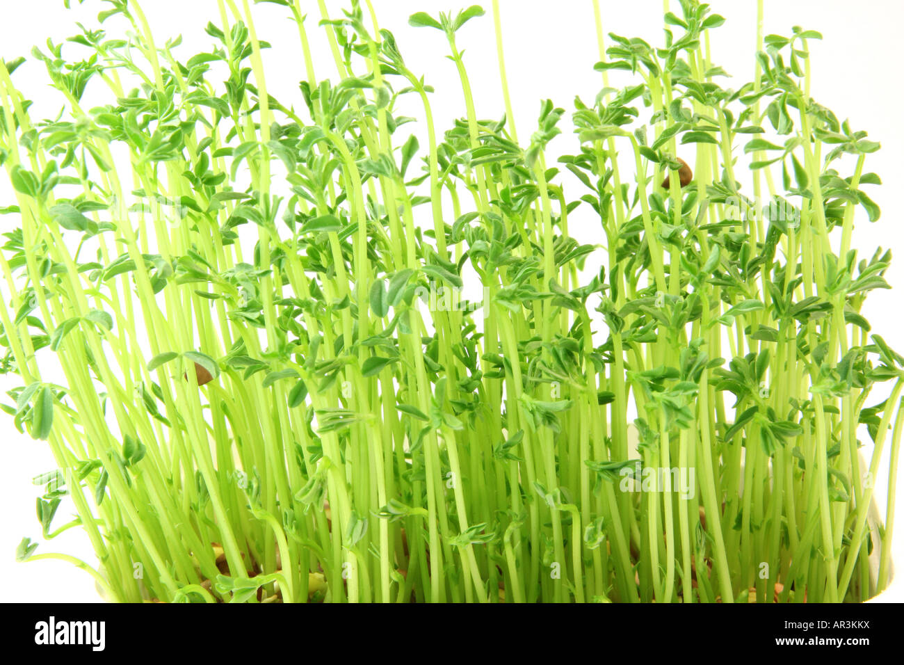 small green plants texture background on white ecology and nature ...