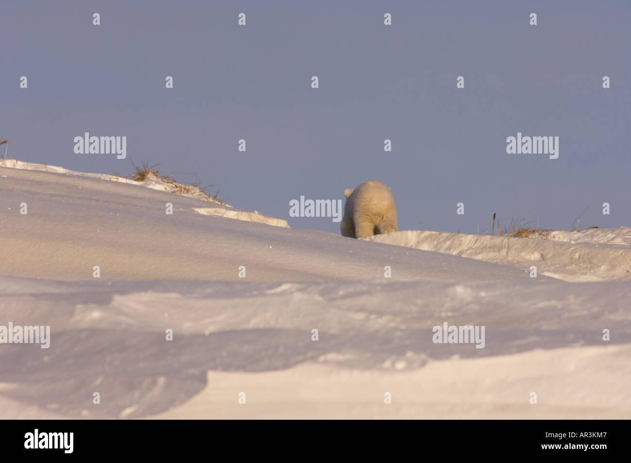 polar bear pair of newborn spring cubs playing outside their den Arctic ...