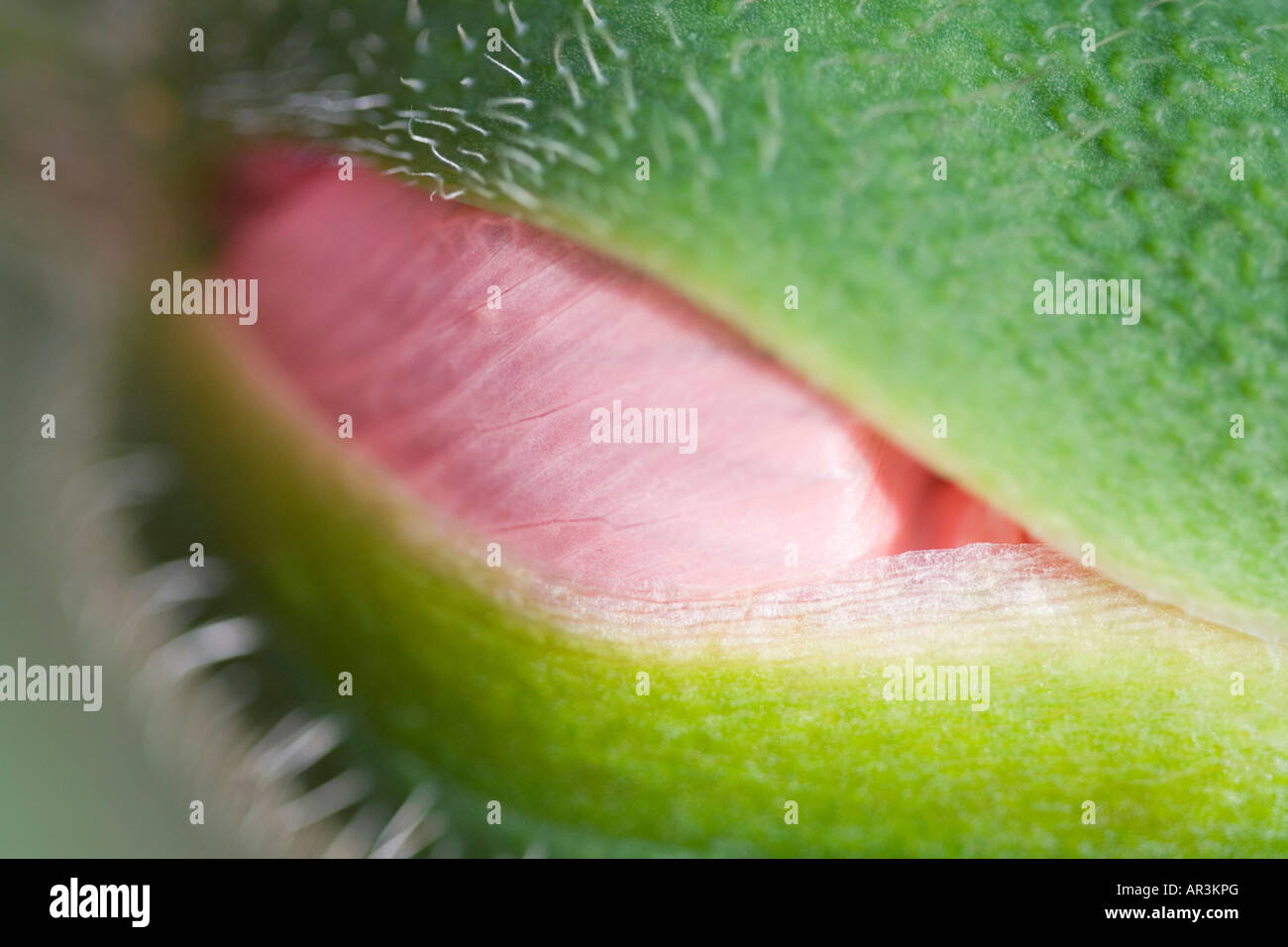 Pink Poppy Emerging Stock Photo - Alamy