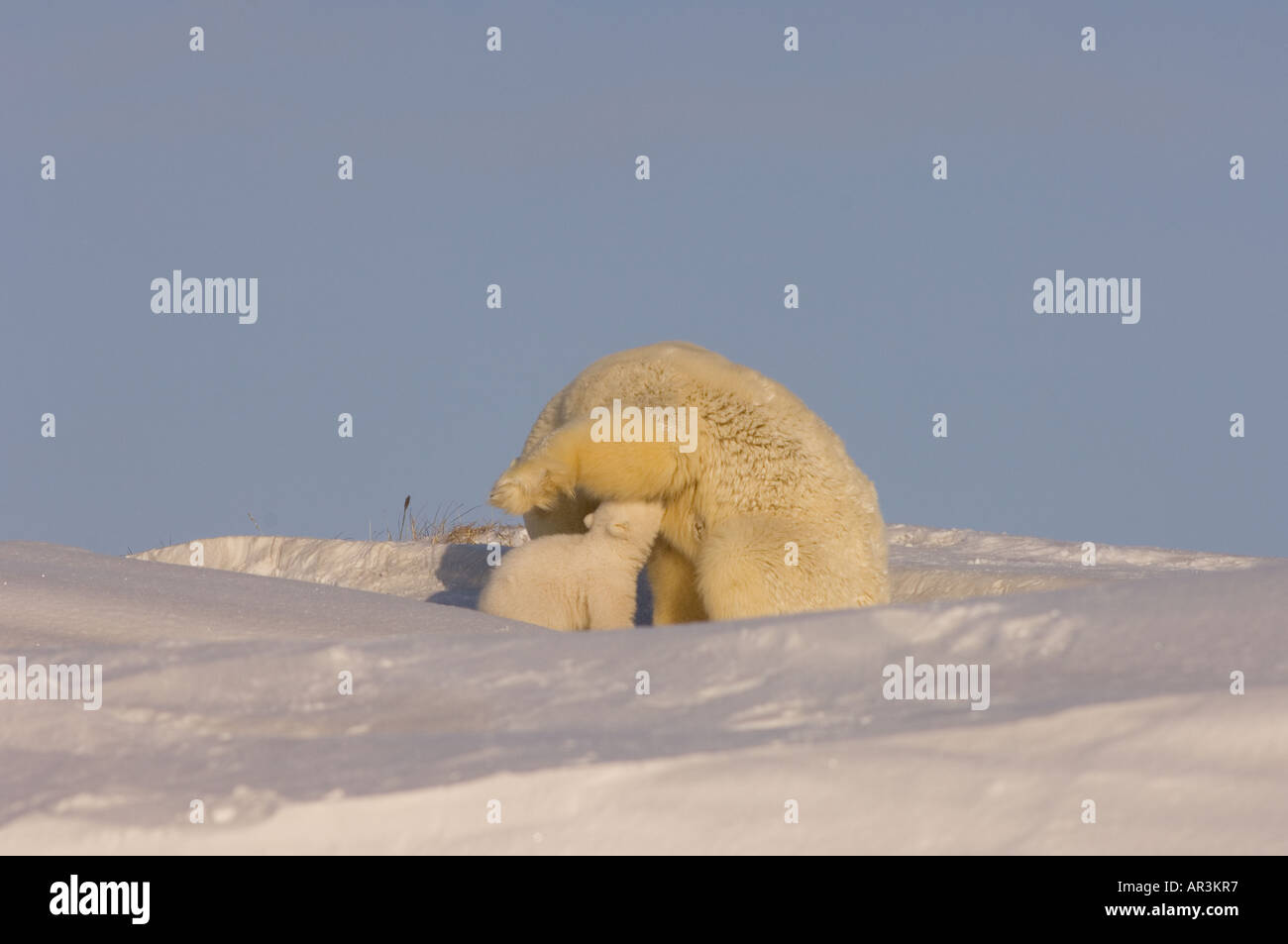 polar bear sow nurses its newborn spring cub outside their den mouth ...