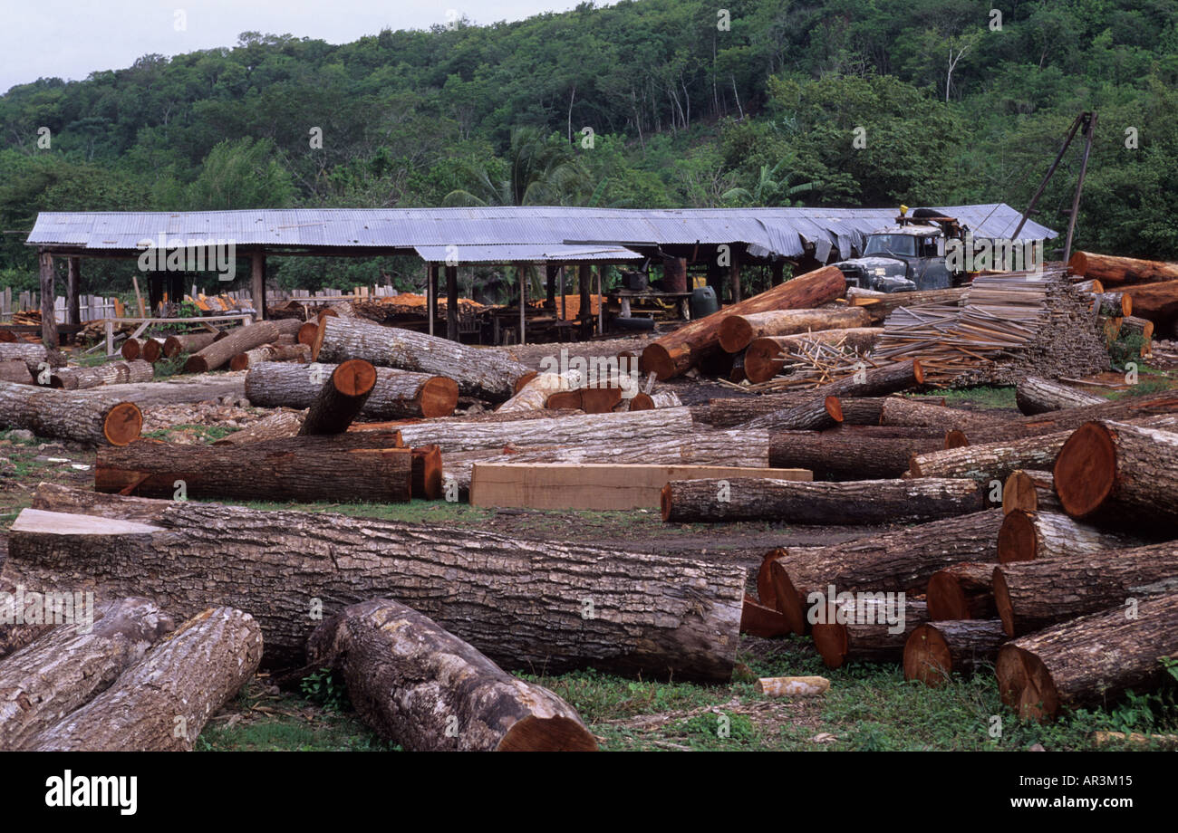 Logs in timber yard, Peten, Guatemala Stock Photo - Alamy