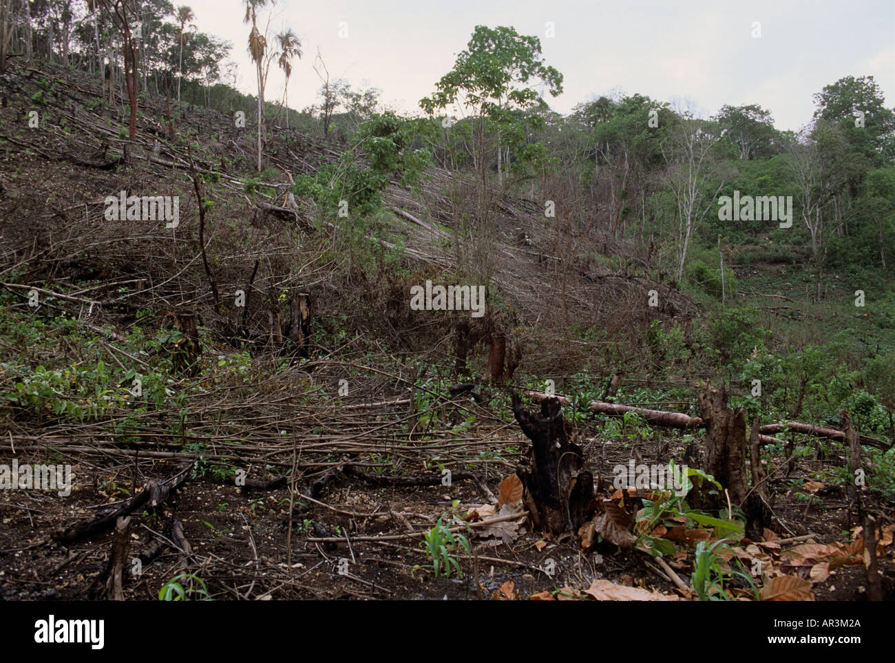 Rainforest cleared to grow maize. Peten, Guatemala Stock Photo - Alamy