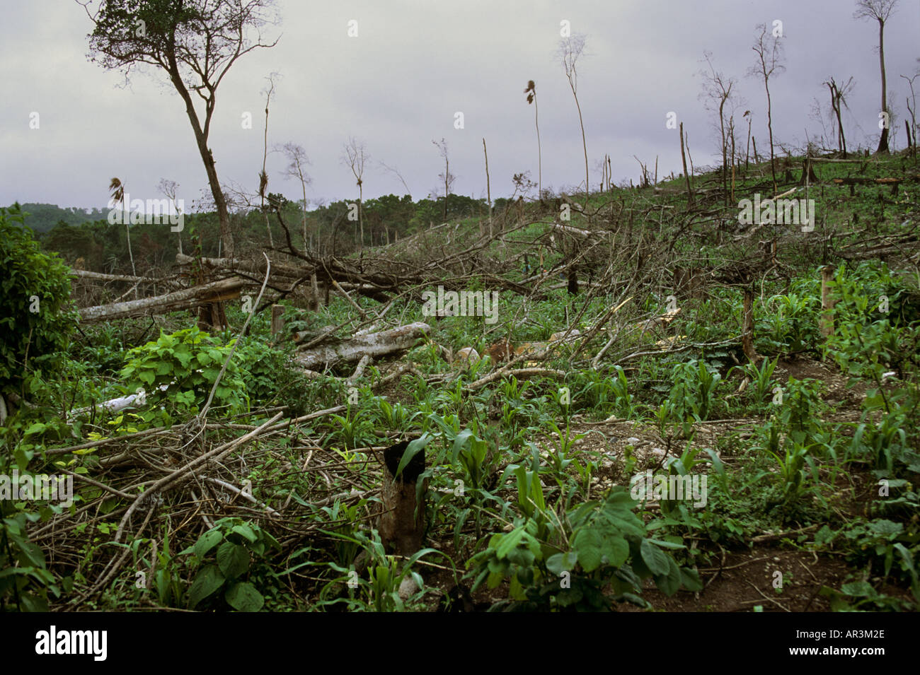 Rainforest cleared to grow maize. Peten, Guatemala Stock Photo - Alamy