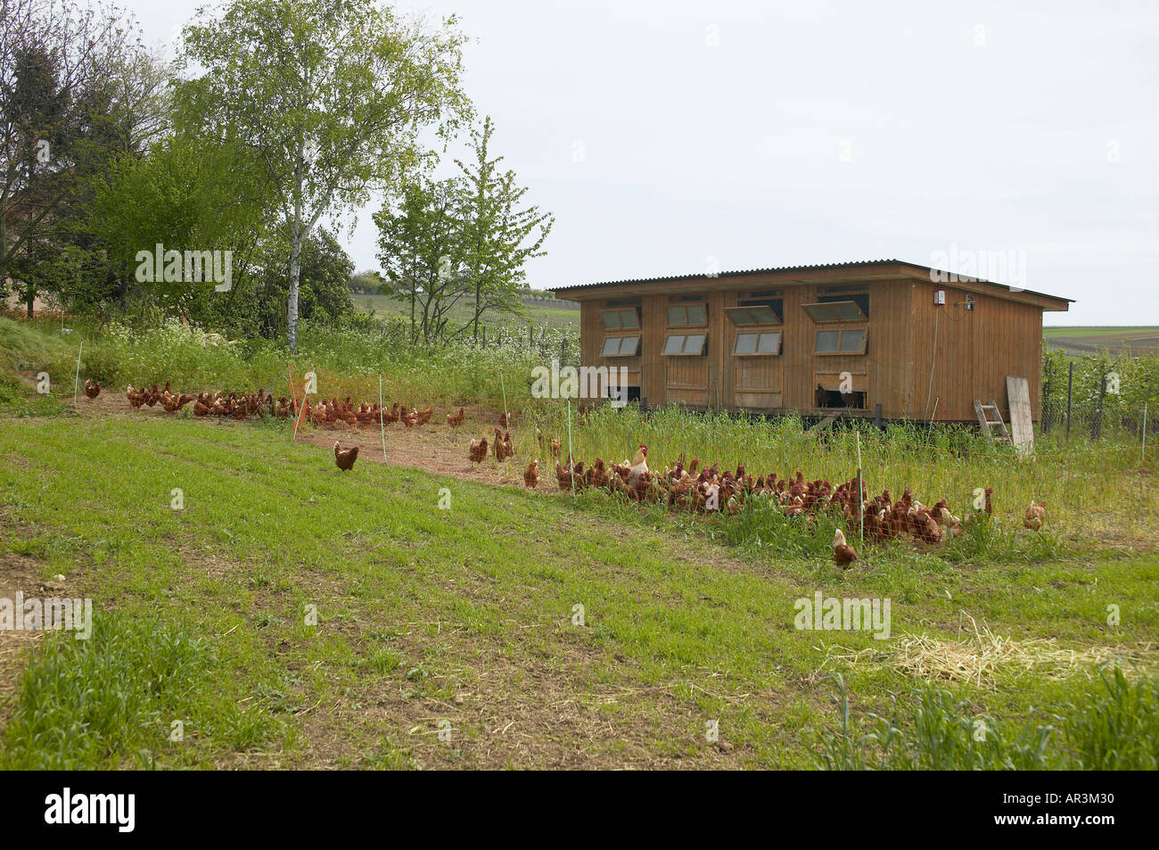 chicken outdoors at organic farm Stock Photo - Alamy