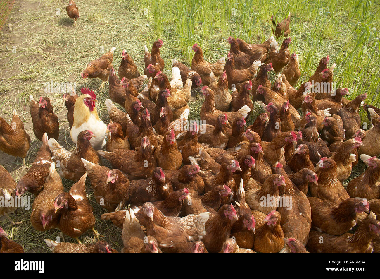 chicken outdoors at organic farm Stock Photo - Alamy