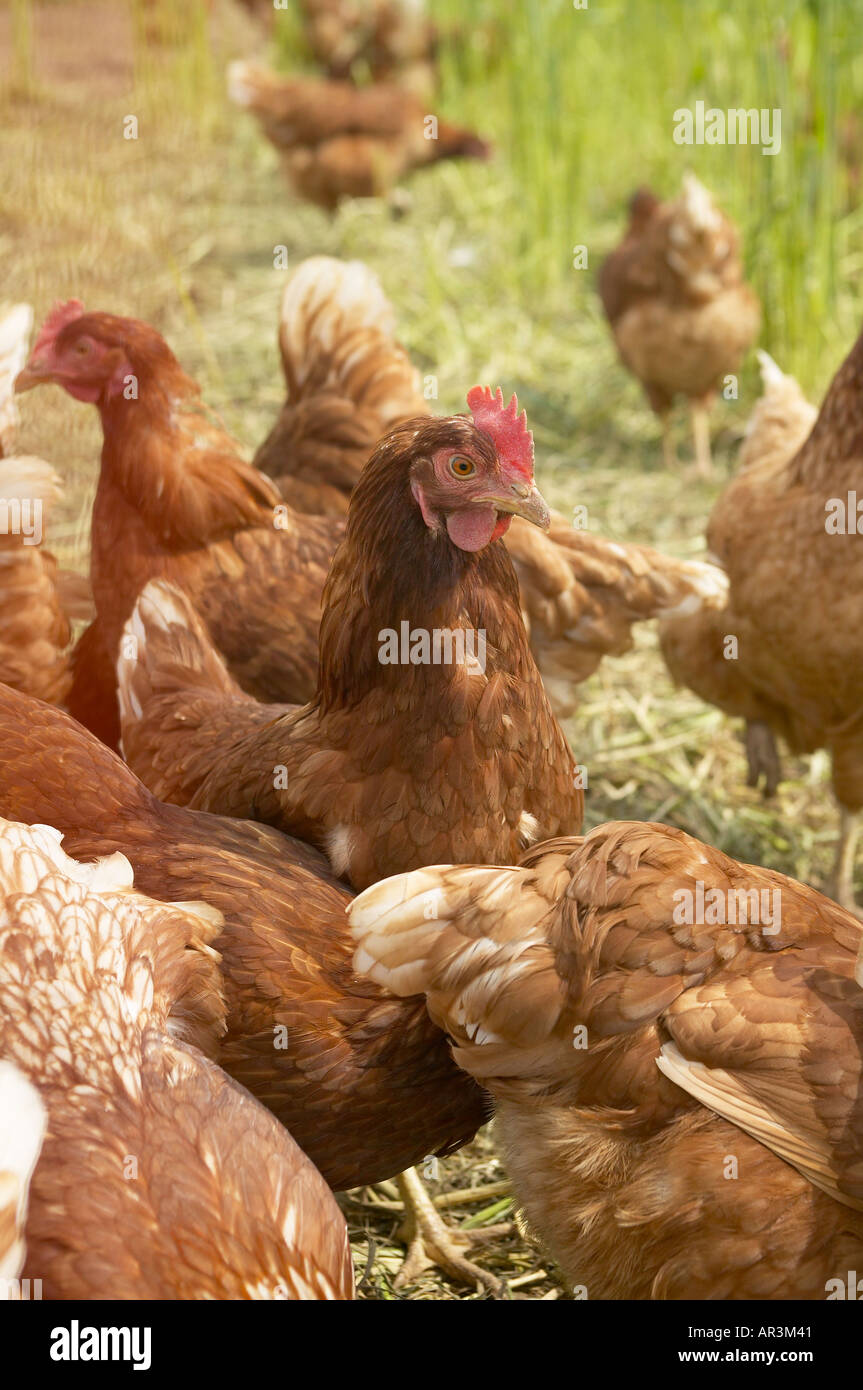 chicken outdoors at organic farm Stock Photo - Alamy