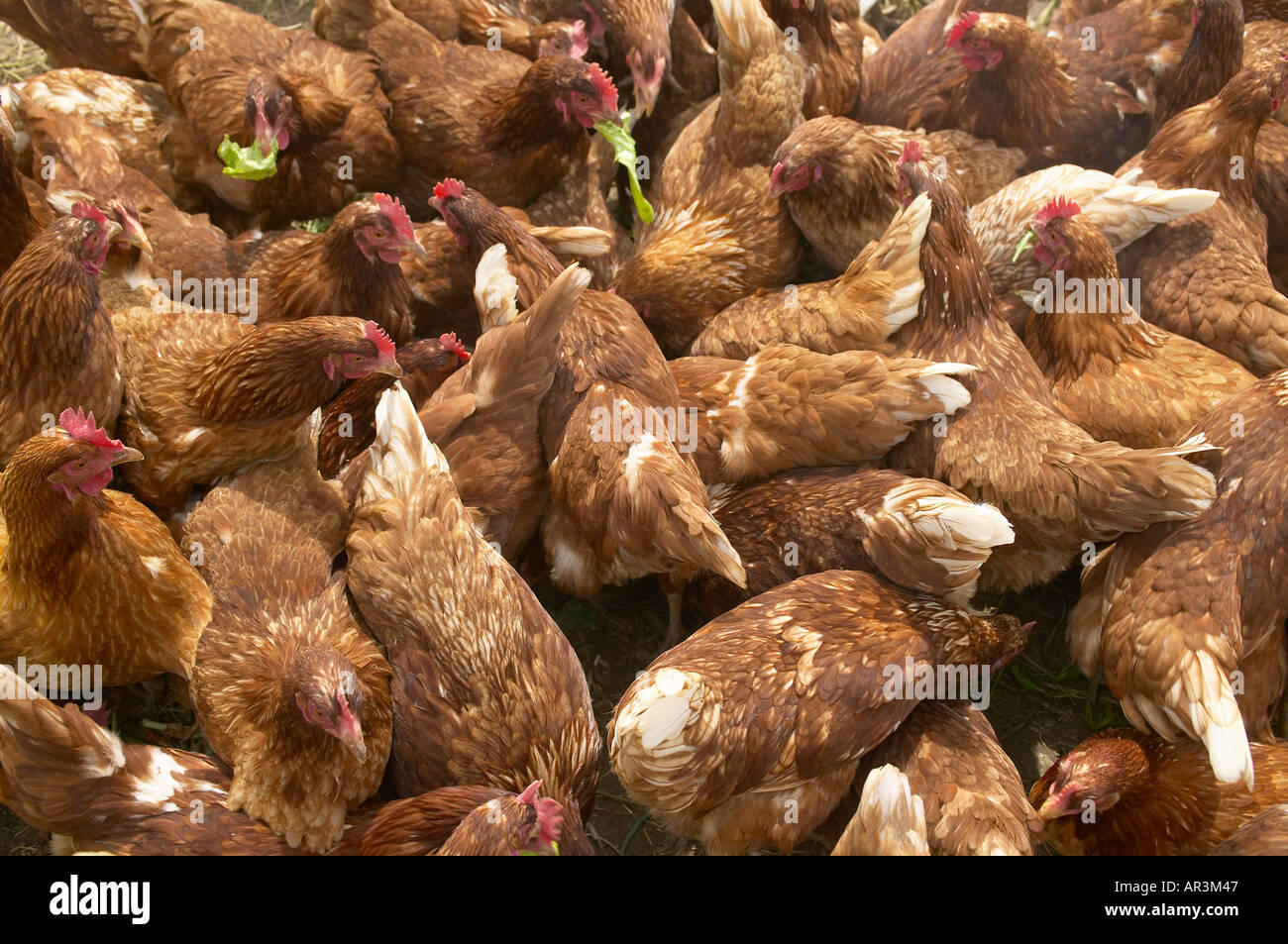 chicken outdoors at organic farm Stock Photo - Alamy