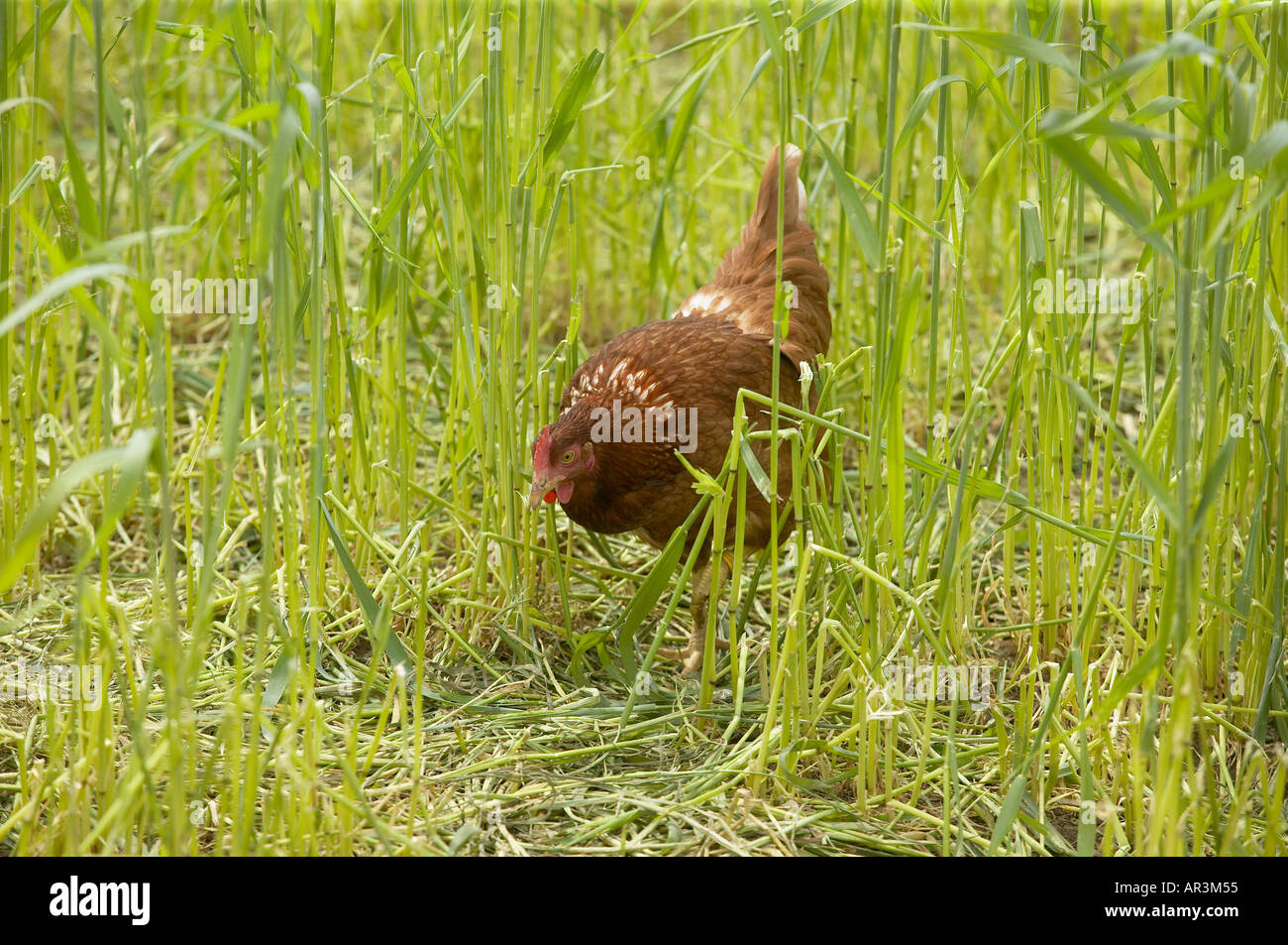 chicken outdoors at organic farm Stock Photo - Alamy