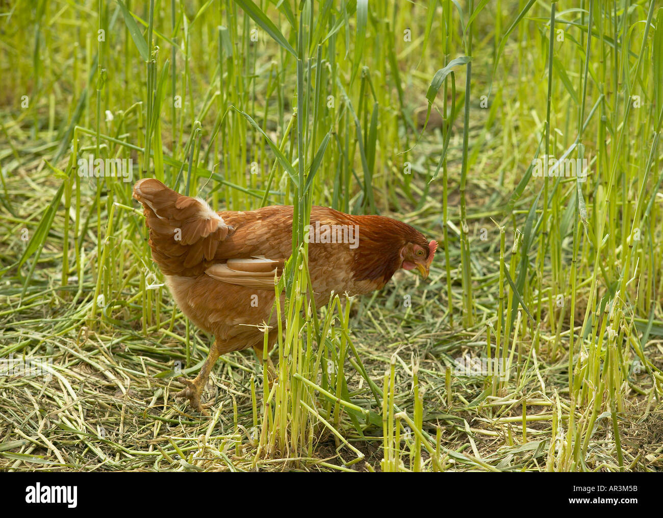 chicken outdoors at organic farm Stock Photo - Alamy