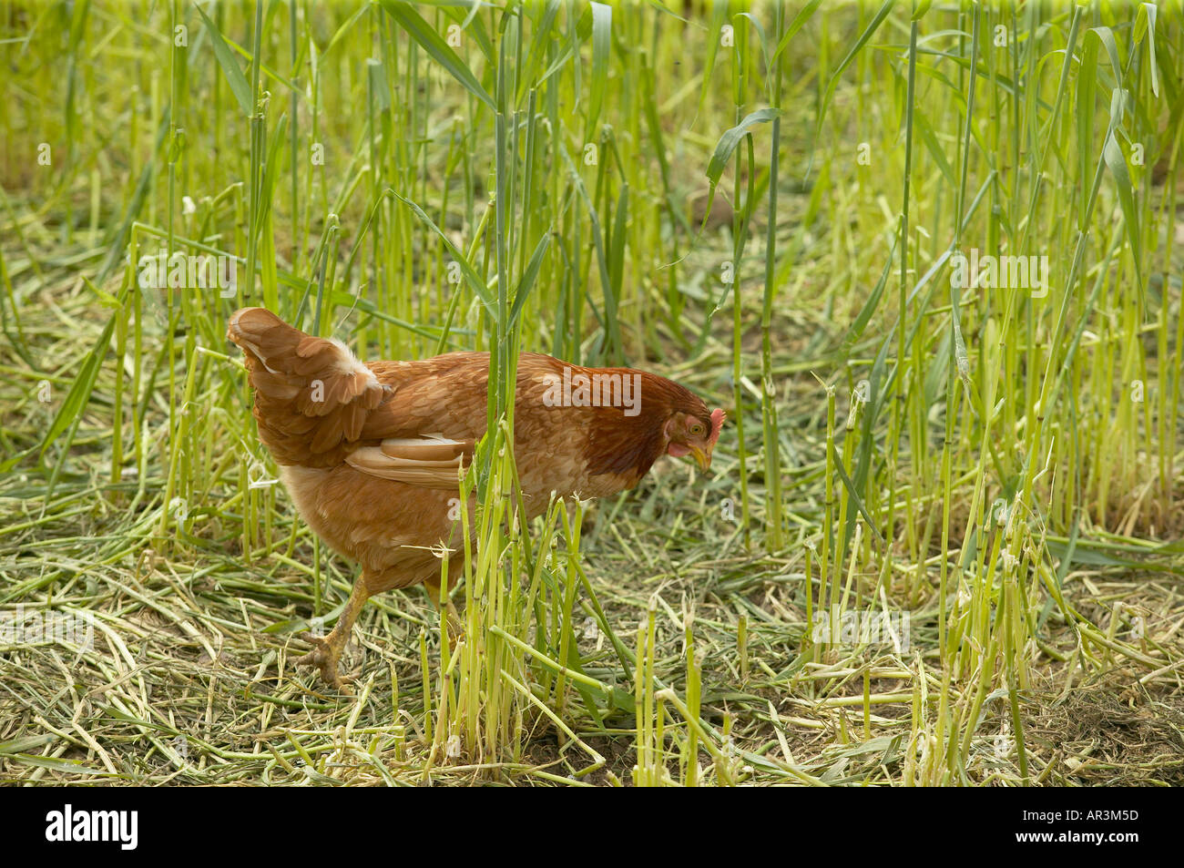chicken outdoors at organic farm Stock Photo - Alamy