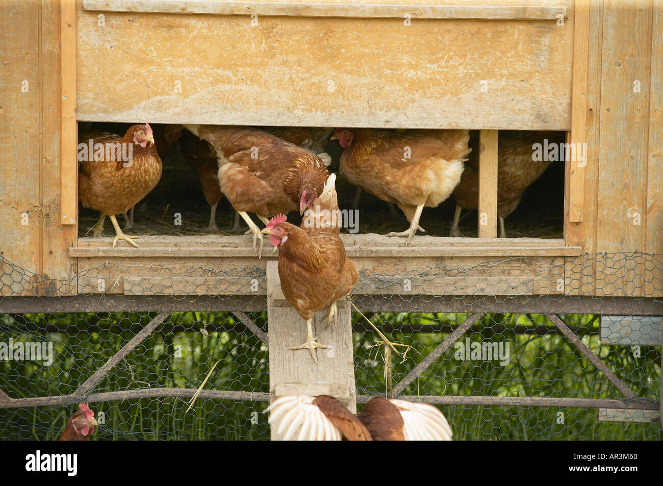 chicken outdoors at organic farm Stock Photo - Alamy