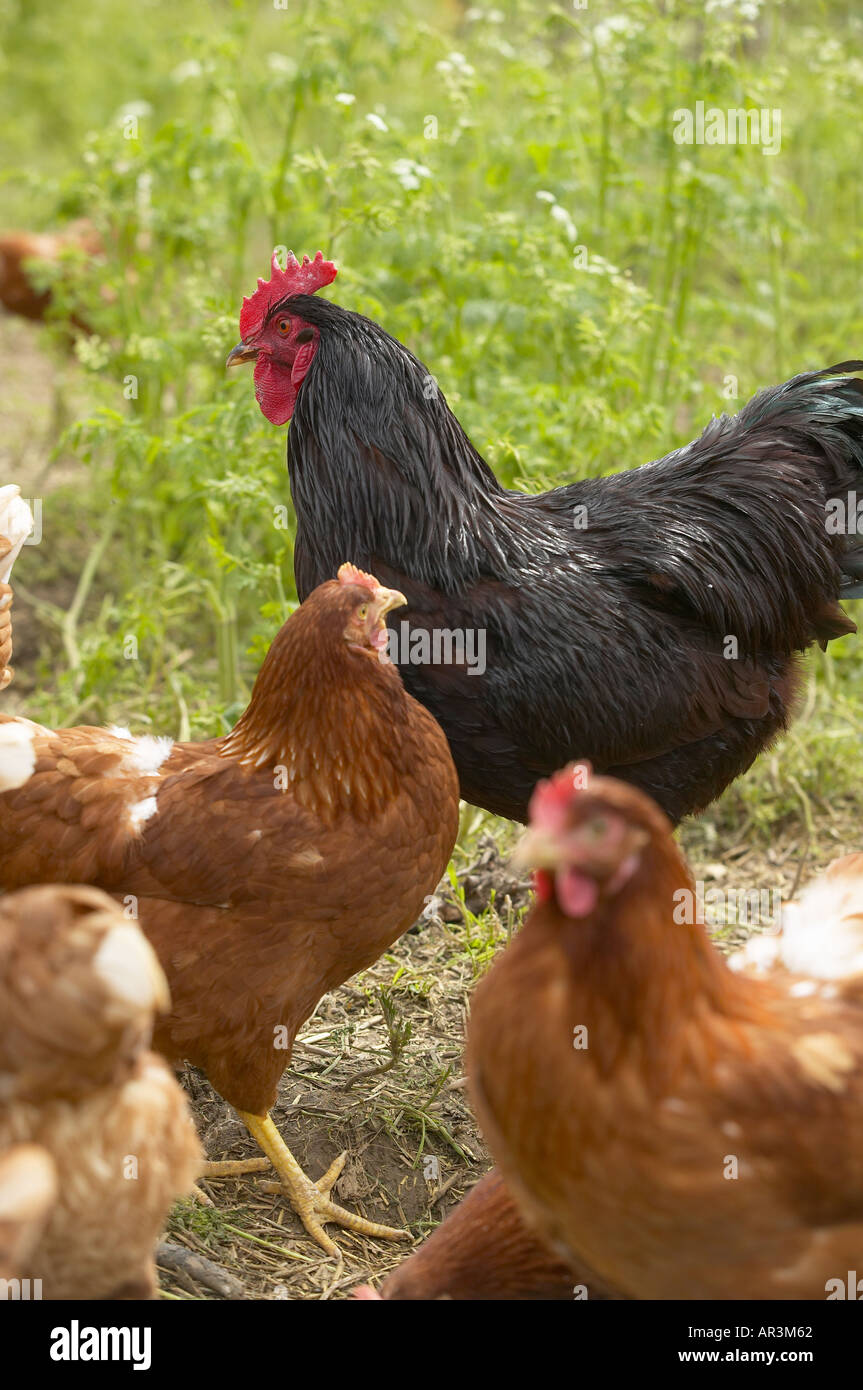 chicken outdoors at organic farm Stock Photo - Alamy