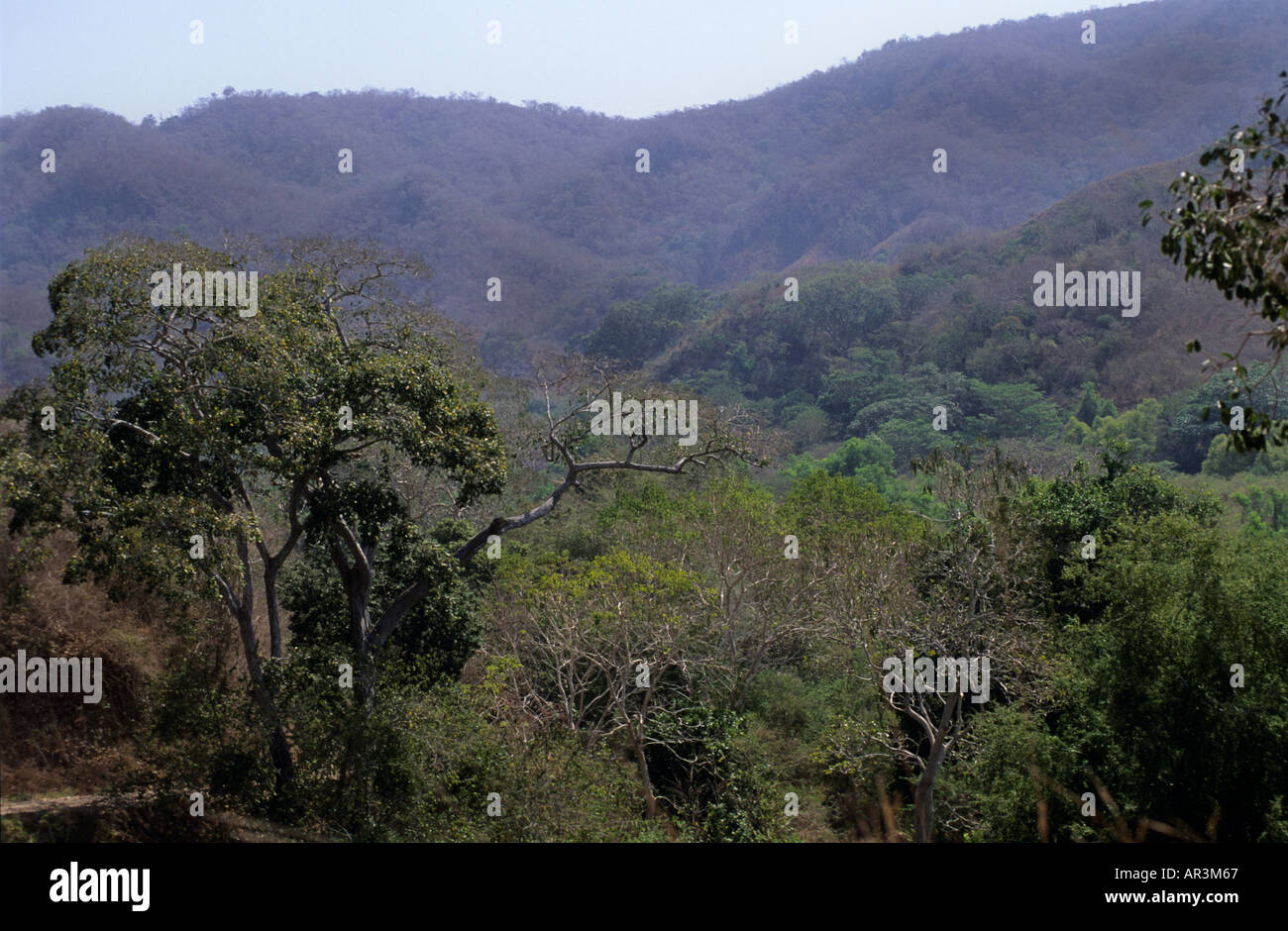 Hd Tropical Dry Forest