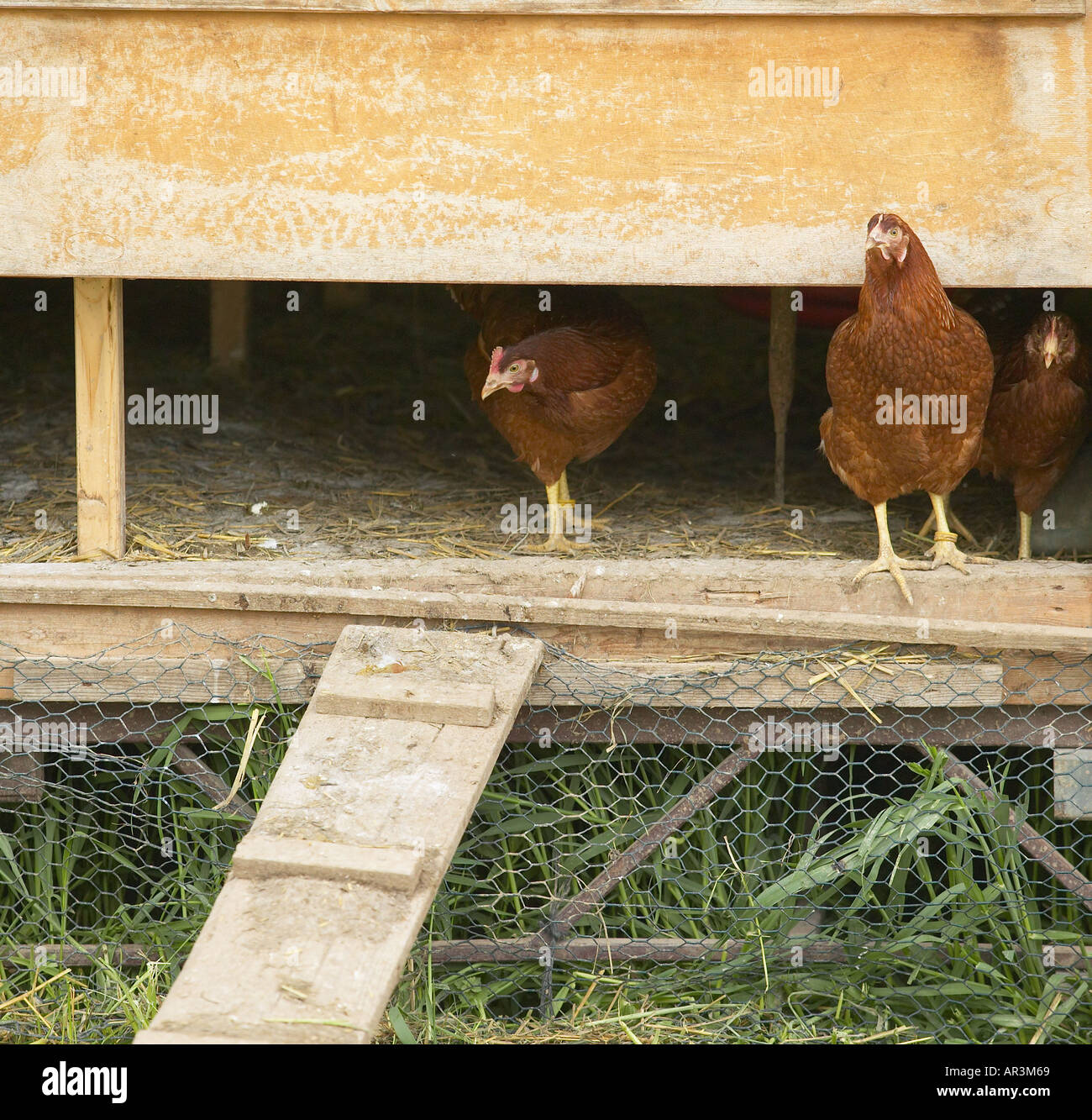 chicken outdoors at organic farm Stock Photo - Alamy