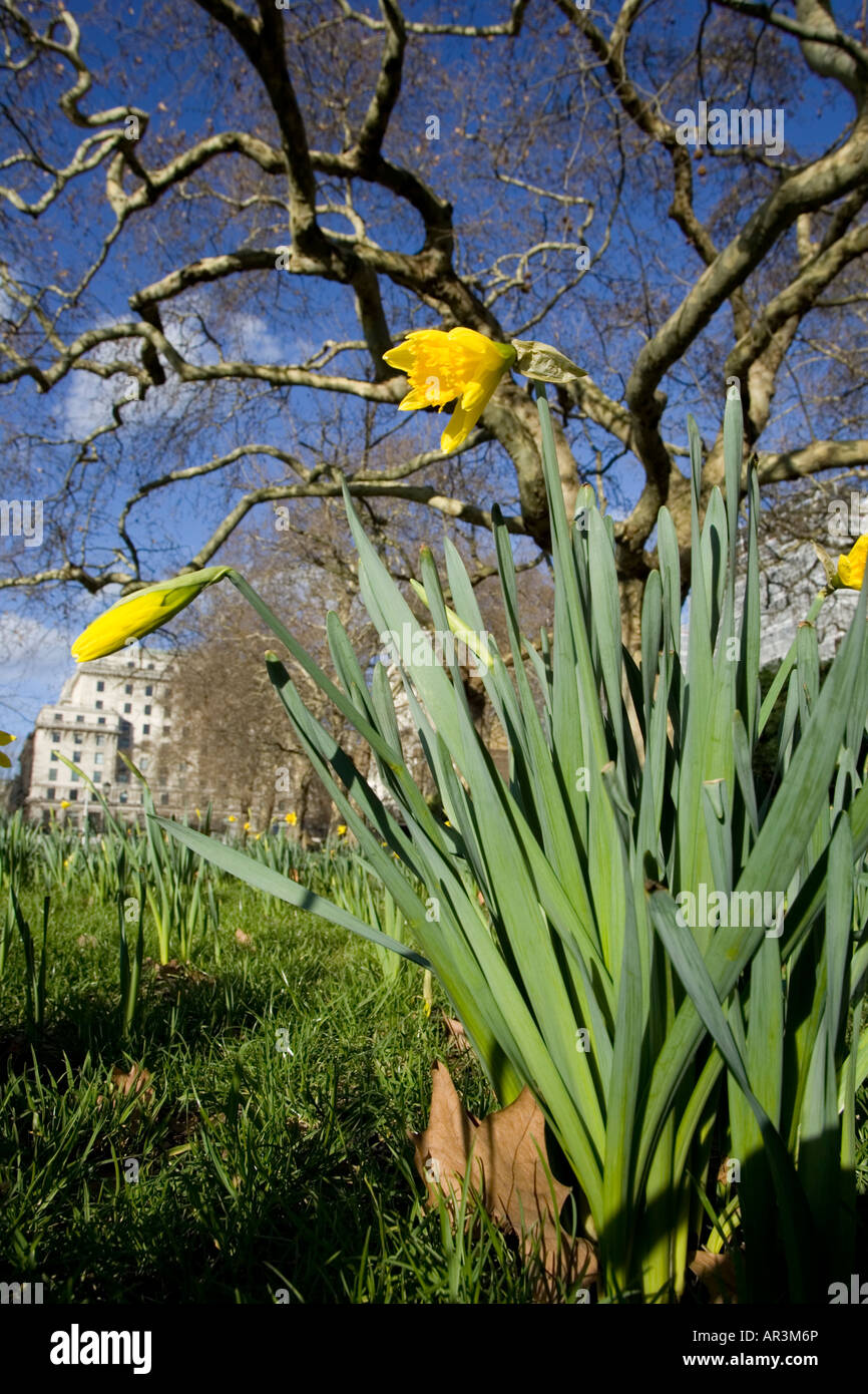 London daffodils spring sunshine hi-res stock photography and images ...