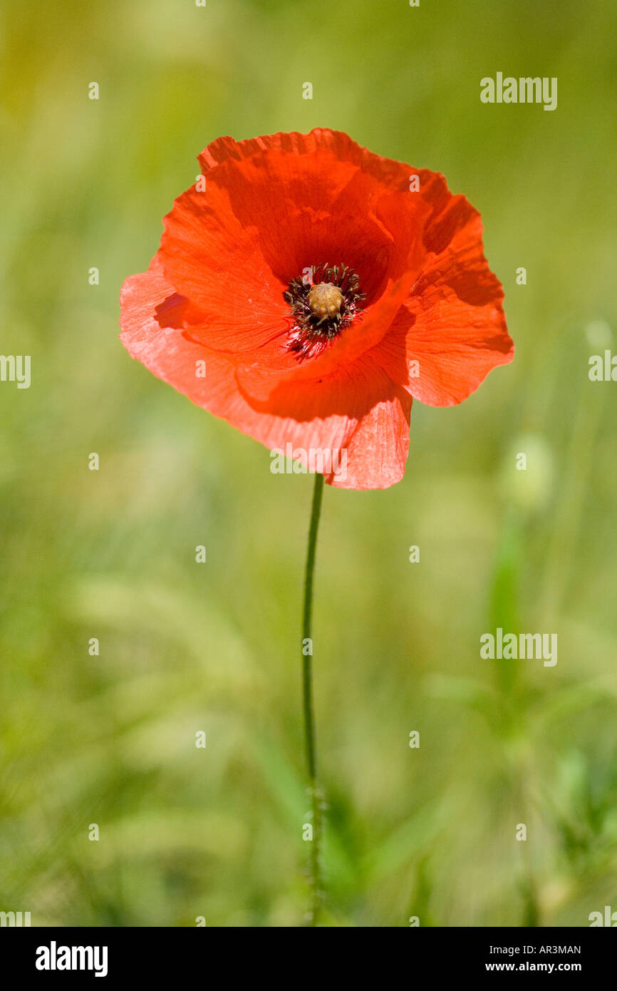 Single Poppy in field Stock Photo - Alamy