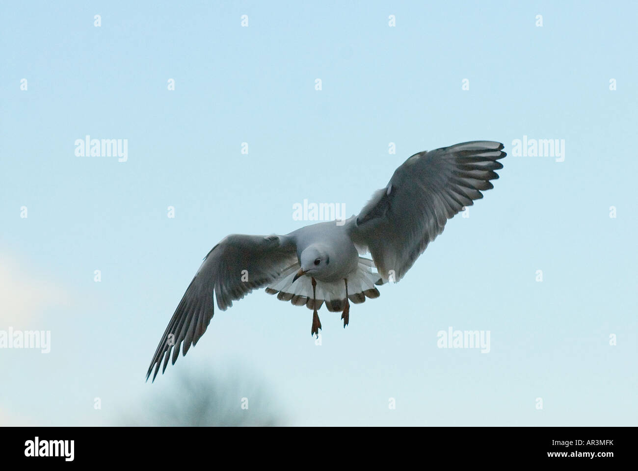 gull in flight Stock Photo - Alamy