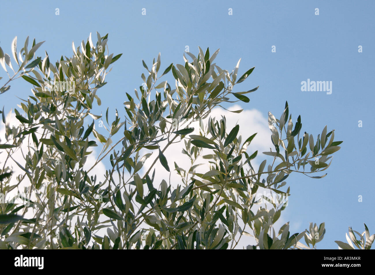 olive tree leaves and bloue sky with clouds for background use Stock ...