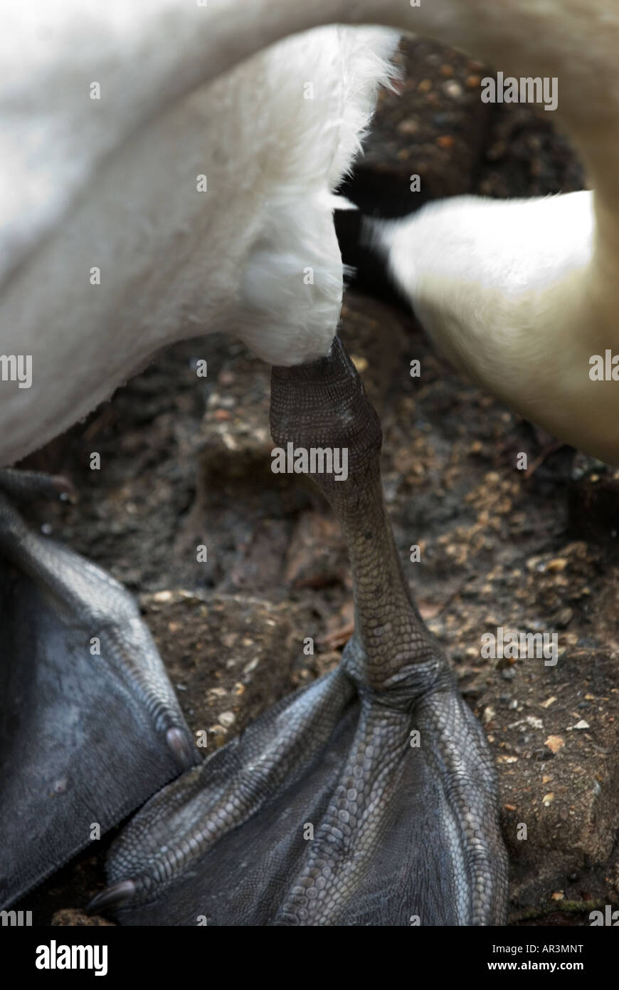 Swan foot High Resolution Stock Photography and Images - Alamy