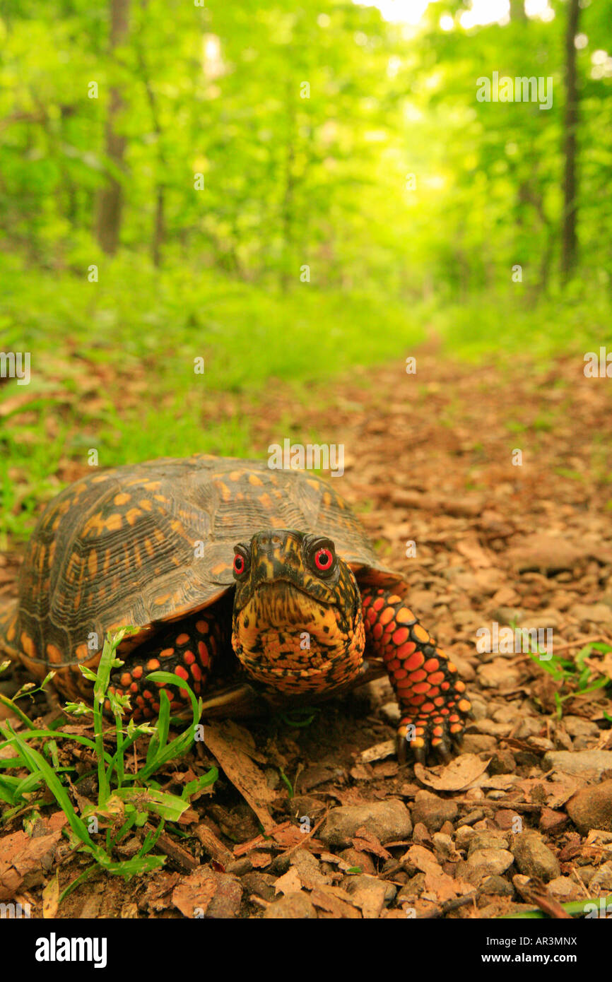 Turtle on the Appalachian Trail in Shenandoah National Park, Virginia ...
