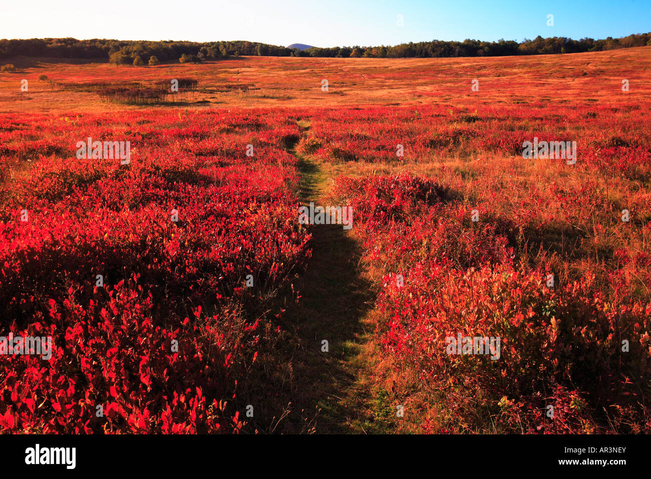 Big Meadows, Shenandoah National Park, Virginia, USA Stock Photo - Alamy