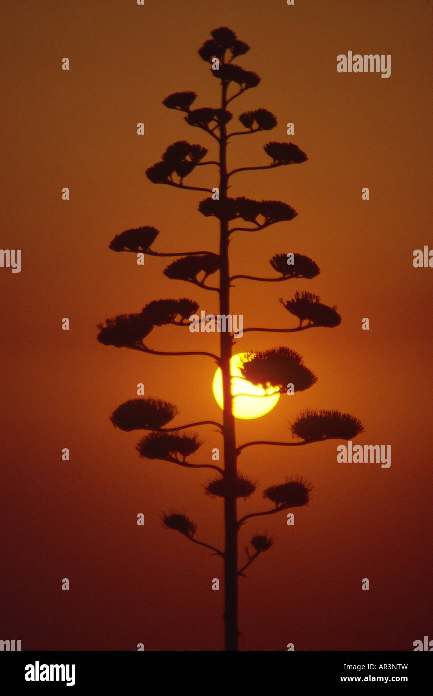 Behind tree setting sun vertical hi-res stock photography and images ...