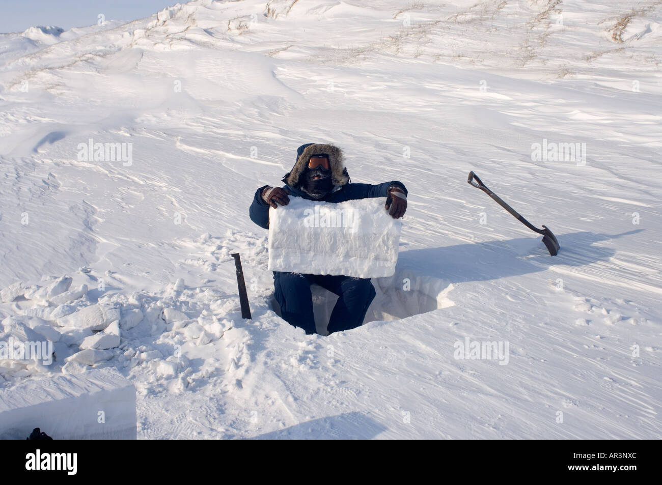 inupiat guide Bruce Inglangasak cutting snow blocks for an igloo snow ...