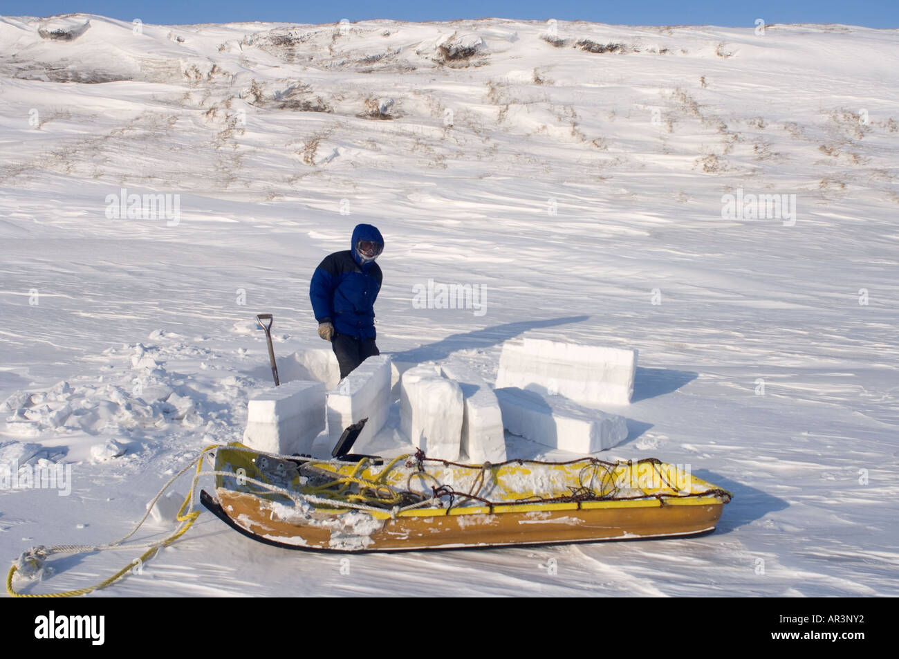 inupiat guide Bruce Inglangasak cutting snow blocks for an igloo snow ...