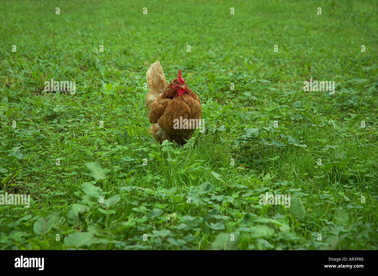 Free range chicken Stock Photo - Alamy
