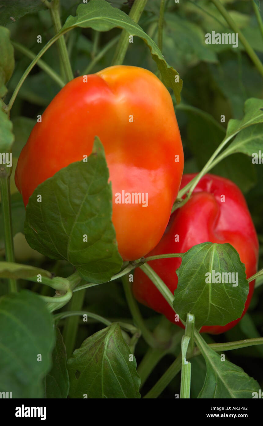 red organic paprika in garden Stock Photo - Alamy