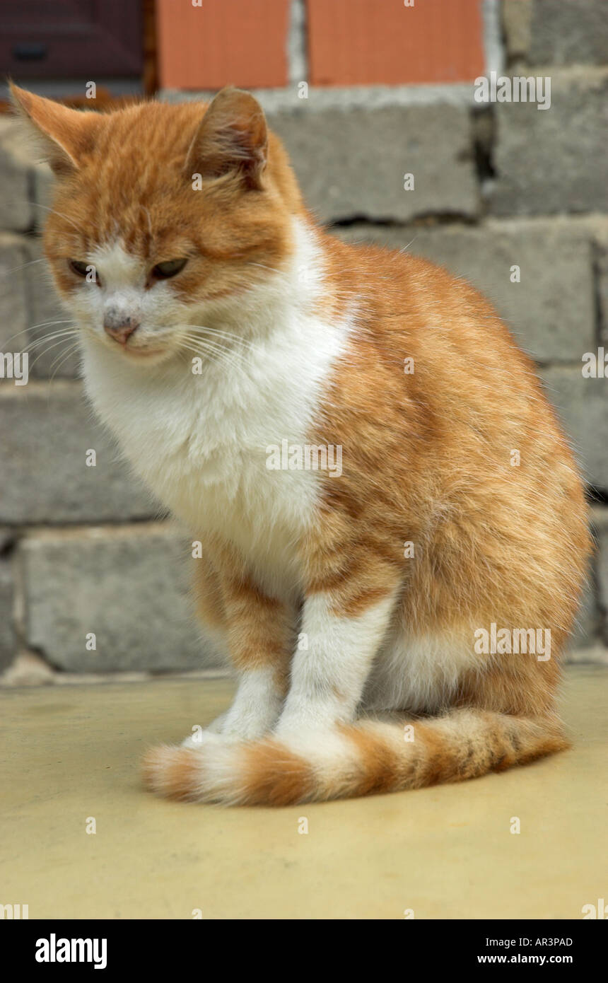 Domestic cat outdoors Stock Photo - Alamy