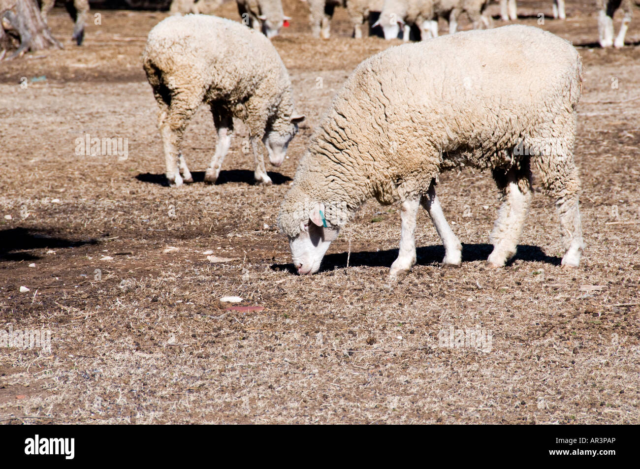 Sheep ranching hi-res stock photography and images - Alamy