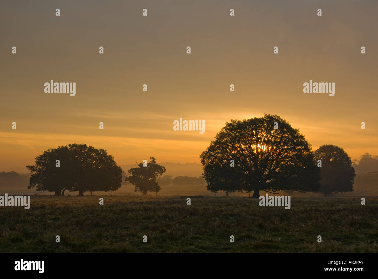 morning mist with trees over meadow Stock Photo - Alamy