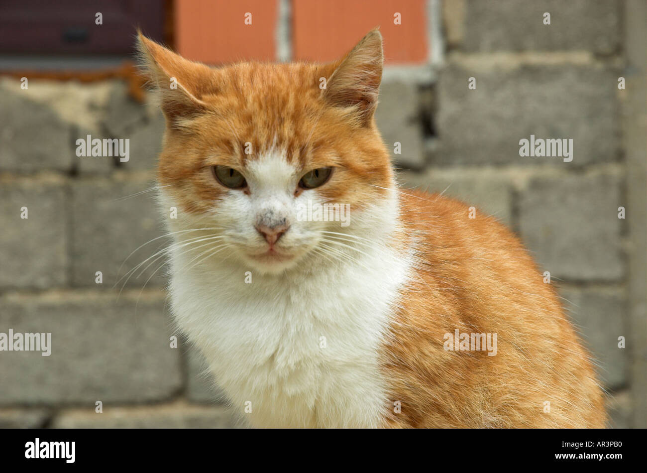 Domestic cat outdoors Stock Photo - Alamy